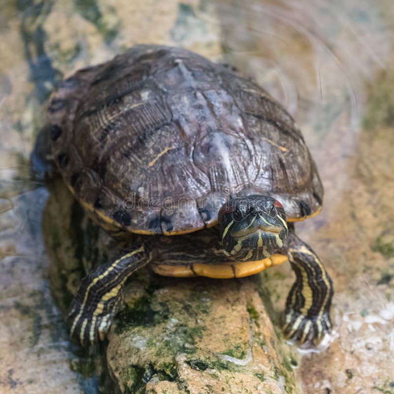 Red Eared Slider Turtles in the Pond Stock Illustration - Illustration ...