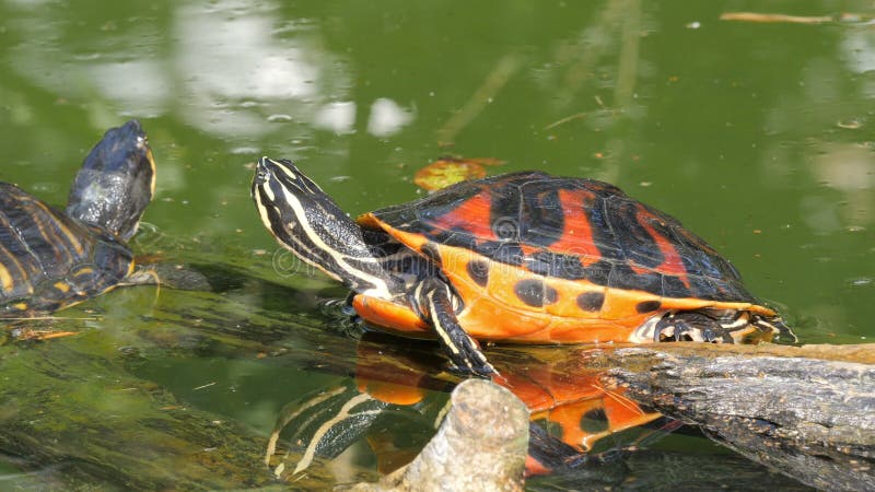 Red-Eared Slider Turtles in the Pond. Trachemys Scripta Elegans Stock ...