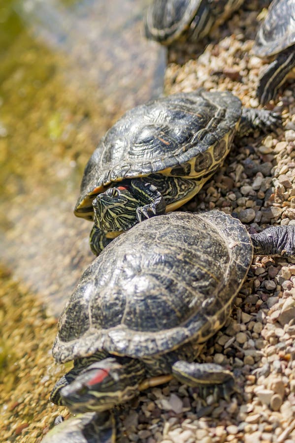 Red Eared Slider Turtles Trachemys Scripta Elegans Resting on Stones ...