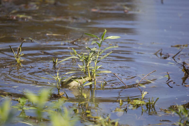 Red-Eared Slider in the Water Stock Image - Image of plant, green ...