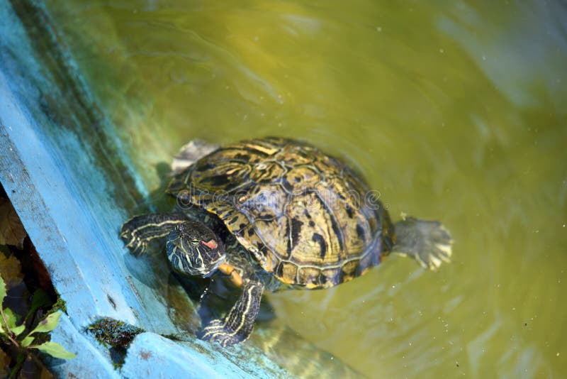 1,796 Red Eared Slider Water Turtle Pond Stock Photos - Free & Royalty ...