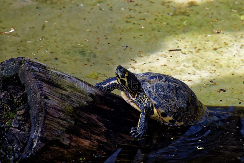 Red-eared sliders stock image. Image of zoological, invasive - 126691545