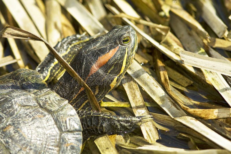 Red-eared Sliders (Trachemys Scripta Elegans) Stock Image - Image of head, macro: 13679563