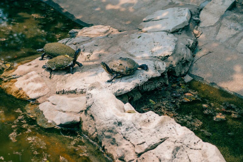 Red-eared Sliders Trachemys Scripta Elegans, Turtles Basking in the Sun ...