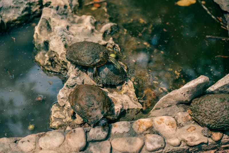 Red-eared Sliders Trachemys Scripta Elegans, Turtles Basking in the Sun ...