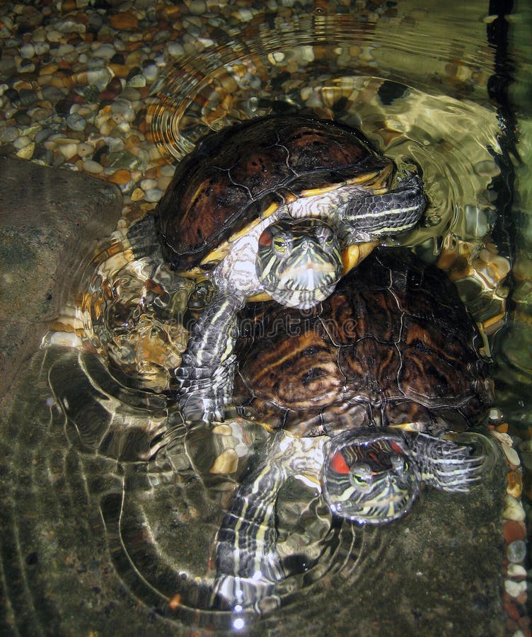 Red Eared Terrapin - Trachemys Scripta Elegans. Red Eared Slider Turtle ...