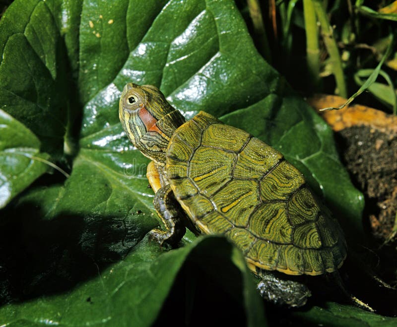 Red-Eared Terrapin,btrachemys Scripta Elegans Stock Image - Image of ...