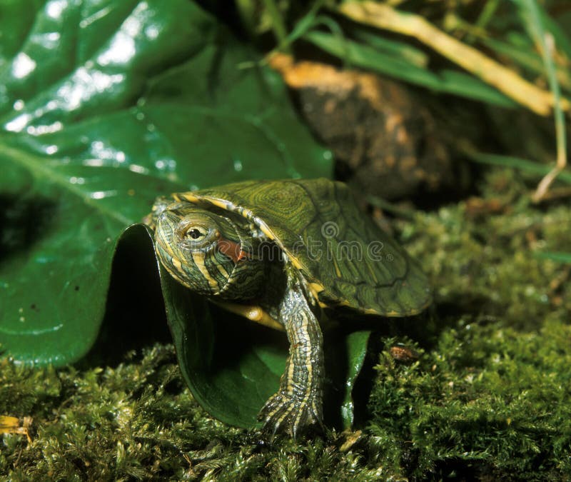Red Eared Terrapin - Trachemys Scripta Elegans. Red Eared Slider Turtle ...