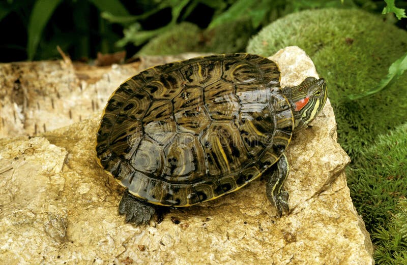 Red-Eared Terrapin, Trachemys Scripta Elegans Stock Image - Image of ...