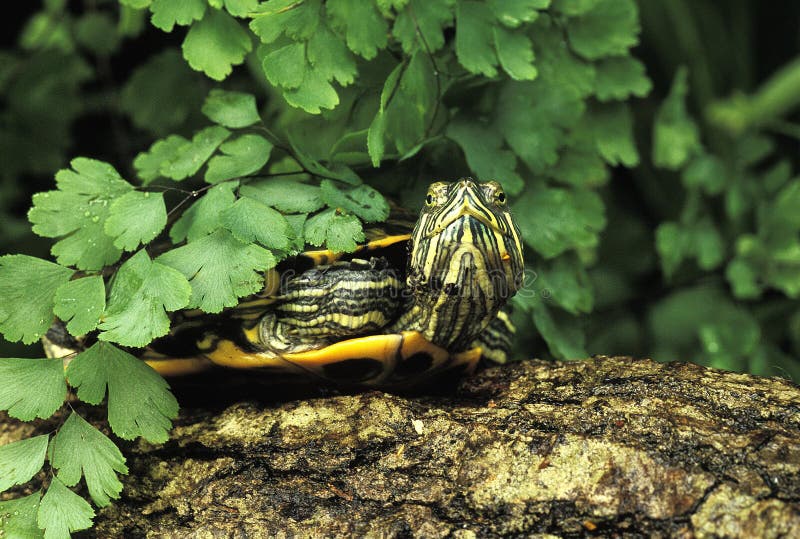 Red-Eared Terrapin, Trachemys Scripta Elegans Stock Image - Image of ...