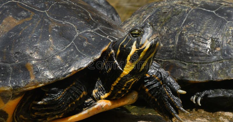 Red Eared Terrapin - Trachemys Scripta Elegans. Red Eared Slider Turtle ...