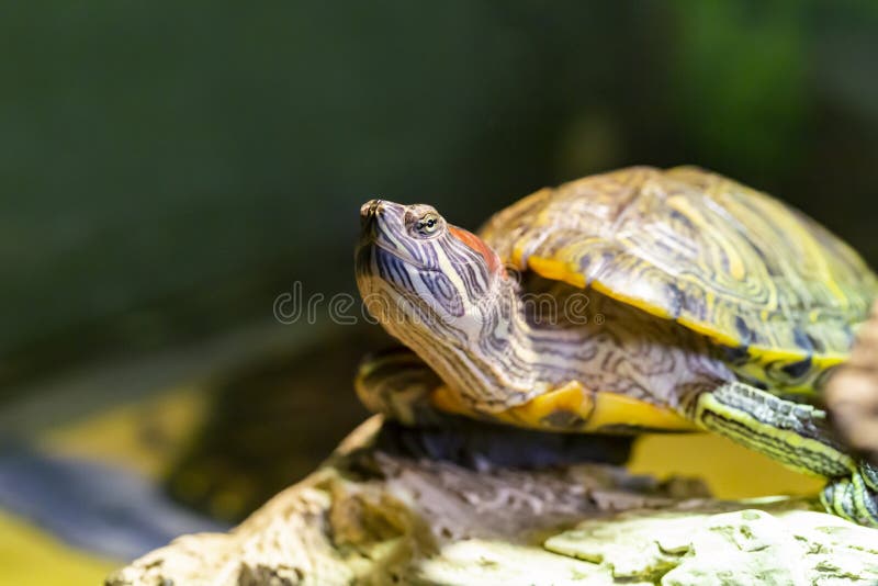 Red Eared Terrapin - Trachemys Scripta Elegans Close-up, Portrait of a ...
