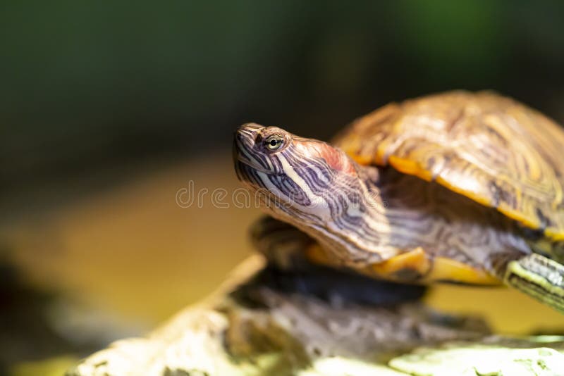 Red Eared Terrapin - Trachemys Scripta Elegans Close-up, Portrait of a ...