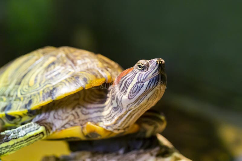 Red Eared Terrapin - Trachemys Scripta Elegans Close-up, Portrait of a ...