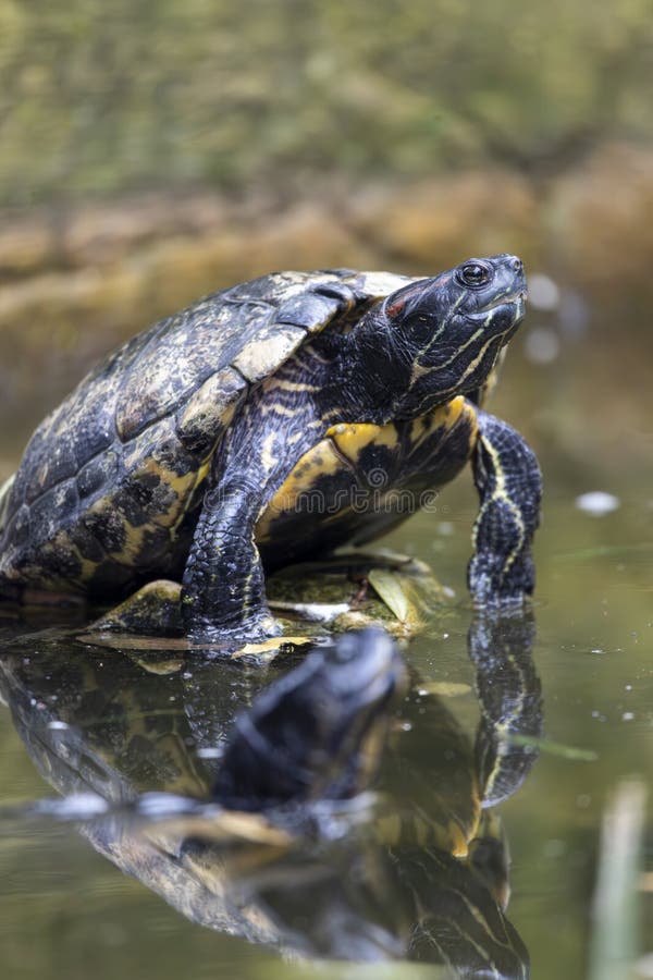 Red Eared Terrapin - Trachemys Scripta Elegans. Red Eared Slider Turtle ...