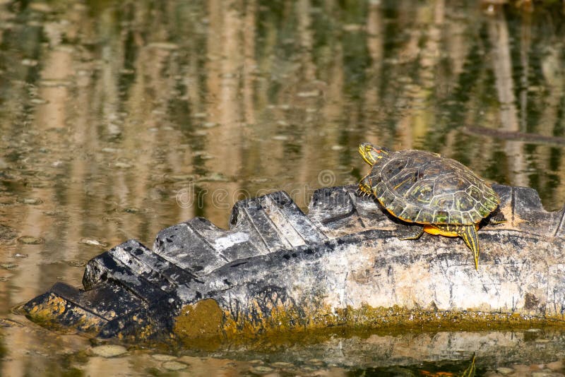 Red Eared Terrapin - Trachemys Scripta Elegans. Red Eared Slider Turtle ...