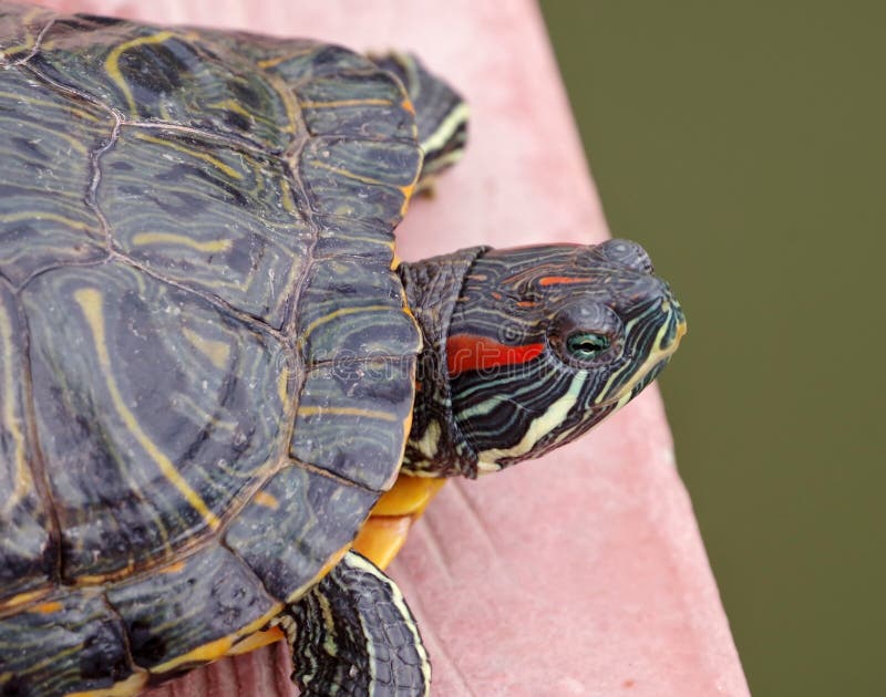 An Image of Red Eared Turtle Stock Photo - Image of biology, small ...