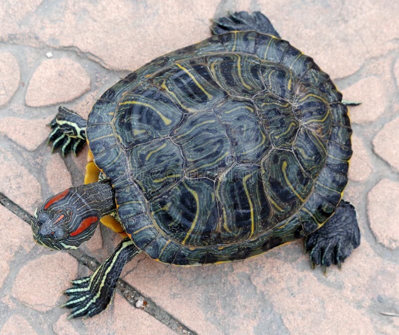 An Image of Red Eared Turtle Stock Image - Image of slider, reptile ...