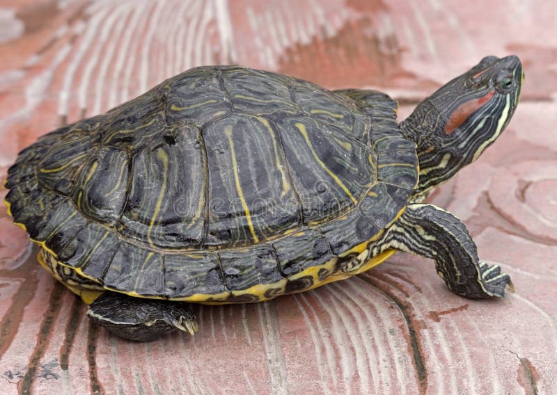 An Image of Red Eared Turtle Stock Photo - Image of life, shell: 189465956