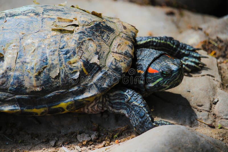 Red Eared Terrapin - Trachemys Scripta Elegans. Pond Slider Stock Image ...