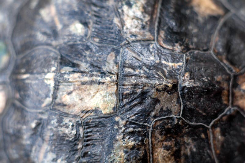 Red Eared Terrapin - Trachemys Scripta Elegans. Red Eared Slider Turtle ...