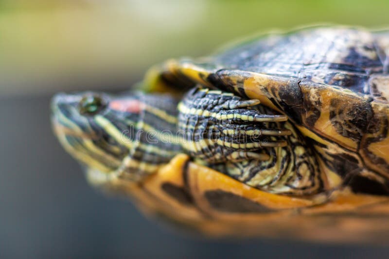 Red Eared Terrapin - Trachemys Scripta Elegans. Red Eared Slider Turtle ...