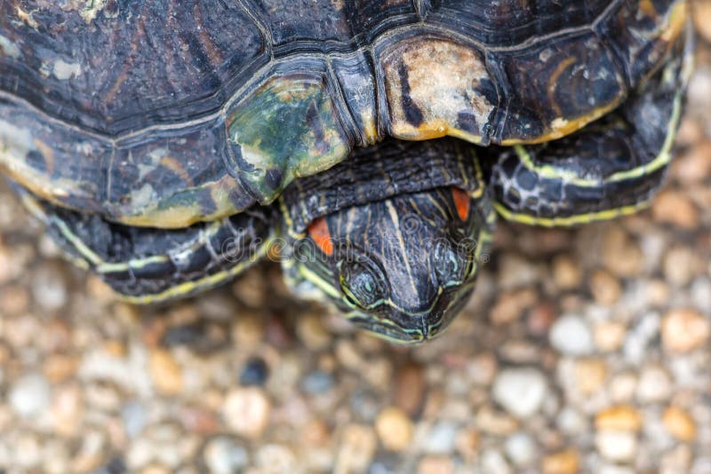 Red Eared Terrapin - Trachemys Scripta Elegans. Red Eared Slider Turtle ...