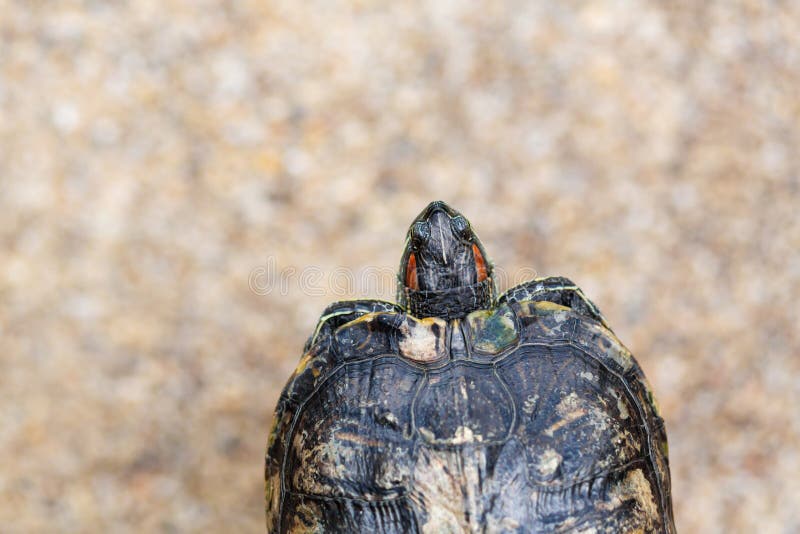 Red Eared Terrapin - Trachemys Scripta Elegans. Red Eared Slider Turtle ...