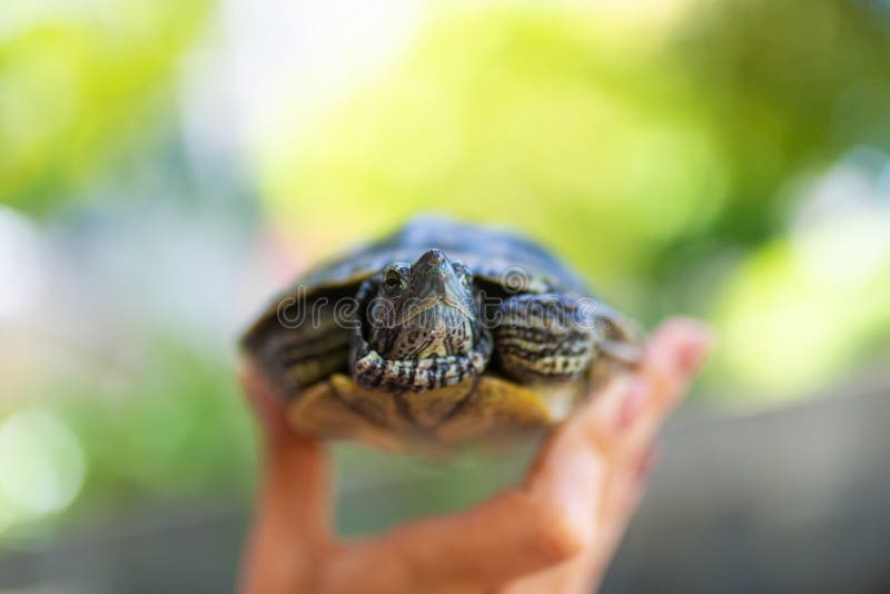 Red Eared Terrapin - Trachemys Scripta Elegans. Red Eared Slider Turtle ...