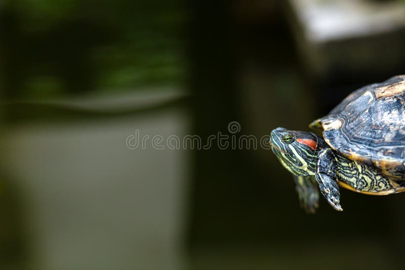 Red Eared Terrapin - Trachemys Scripta Elegans. Red Eared Slider Turtle ...