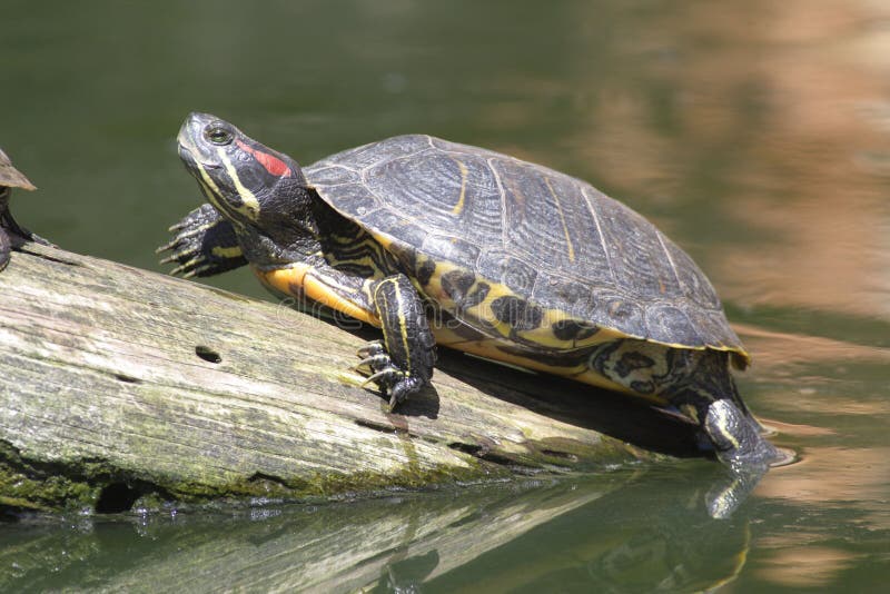 Red Eared Terrapin - Trachemys Scripta Elegans. Pond Slider Stock Photo ...