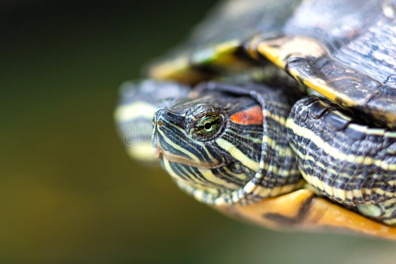 Red Eared Terrapin - Trachemys Scripta Elegans. Red Eared Slider Turtle ...