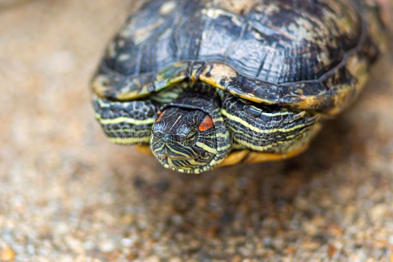 Red Eared Terrapin - Trachemys Scripta Elegans. Red Eared Slider Turtle ...