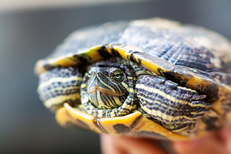 Red Eared Terrapin - Trachemys Scripta Elegans. Red Eared Slider Turtle ...
