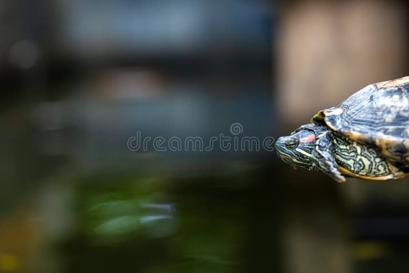 Red Eared Terrapin - Trachemys Scripta Elegans. Red Eared Slider Turtle ...