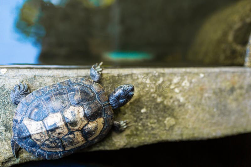 Red Eared Terrapin - Trachemys Scripta Elegans. Red Eared Slider Turtle ...