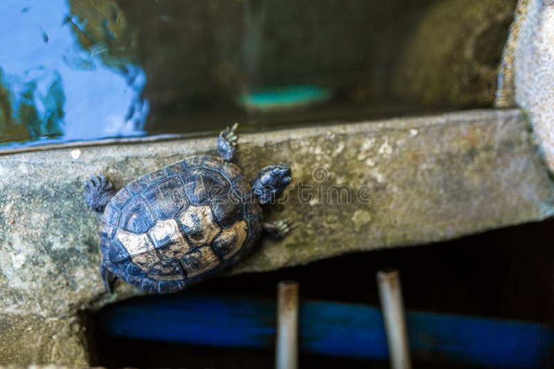 Red Eared Terrapin - Trachemys Scripta Elegans. Red Eared Slider Turtle ...