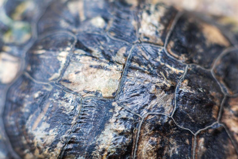 Red Eared Terrapin - Trachemys Scripta Elegans. Red Eared Slider Turtle ...