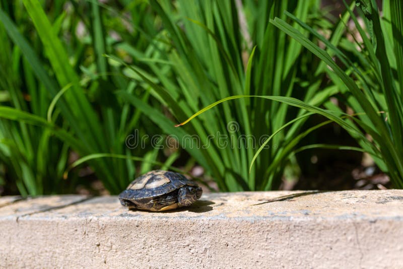 Red Eared Terrapin - Trachemys Scripta Elegans. Red Eared Slider Turtle ...