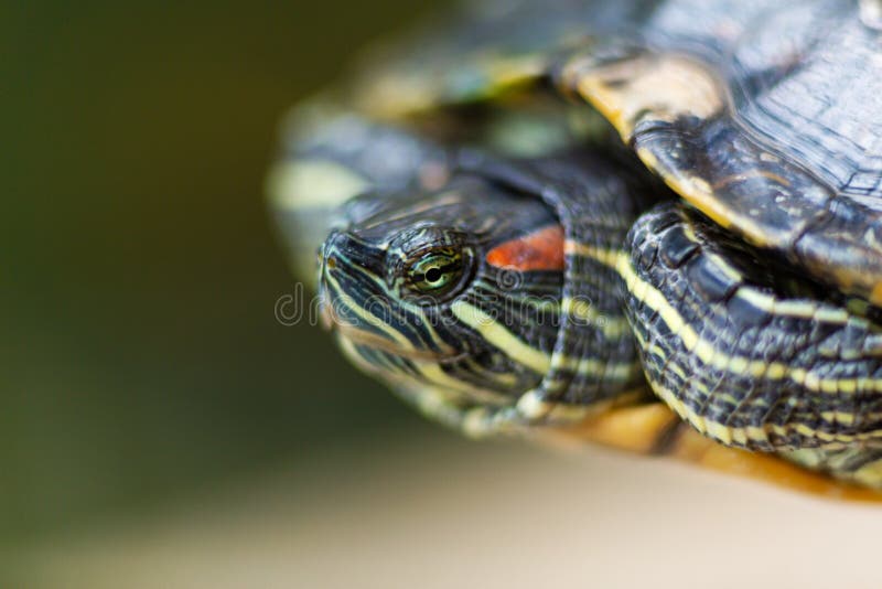 Red Eared Terrapin - Trachemys Scripta Elegans. Red Eared Slider Turtle ...
