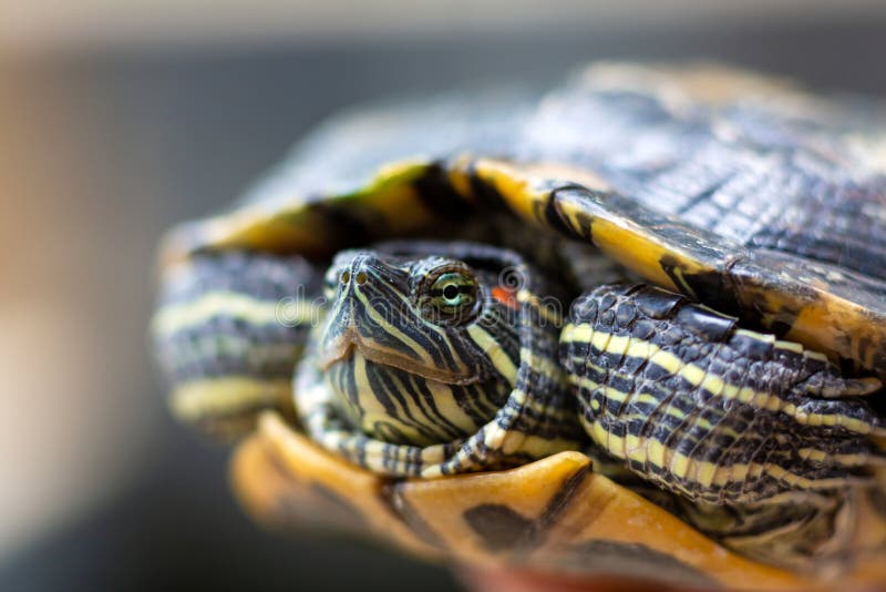 Red Eared Terrapin - Trachemys Scripta Elegans. Red Eared Slider Turtle ...