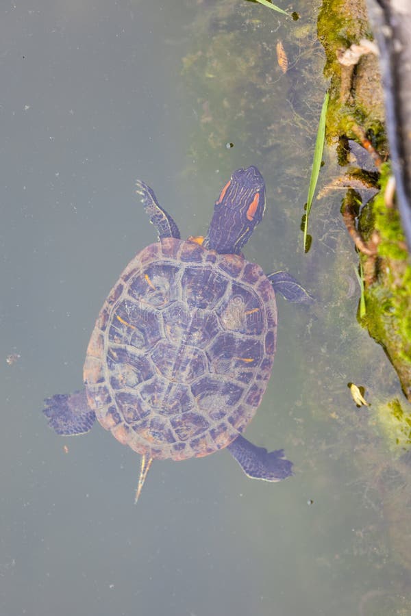 Red-eared terrapin turtle stock image. Image of trachemys - 289924971