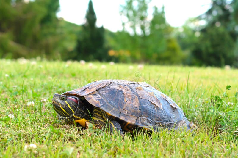 Red Eared Terrapin - Trachemys Scripta Elegans. Red Eared Slider Turtle ...
