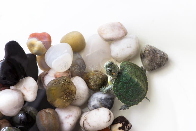 Two Red Eared Terrapine - Trachemys Scripta Elegans in Aquarium on ...