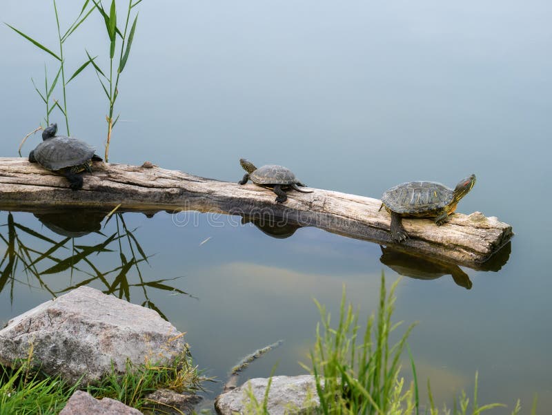 Three Red-eared Turtles Sit on the Same Log that Floats in the Lake ...