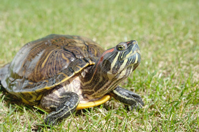 Red-eared turtle stock image. Image of closeup, cute - 13697551