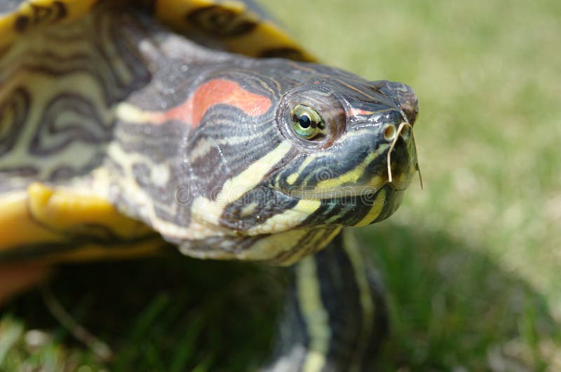 Red-eared turtle stock image. Image of closeup, cute - 13697551