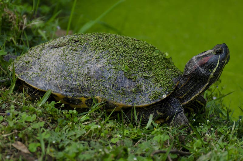 Red Eared Turtle stock photo. Image of grass, nature - 272424506