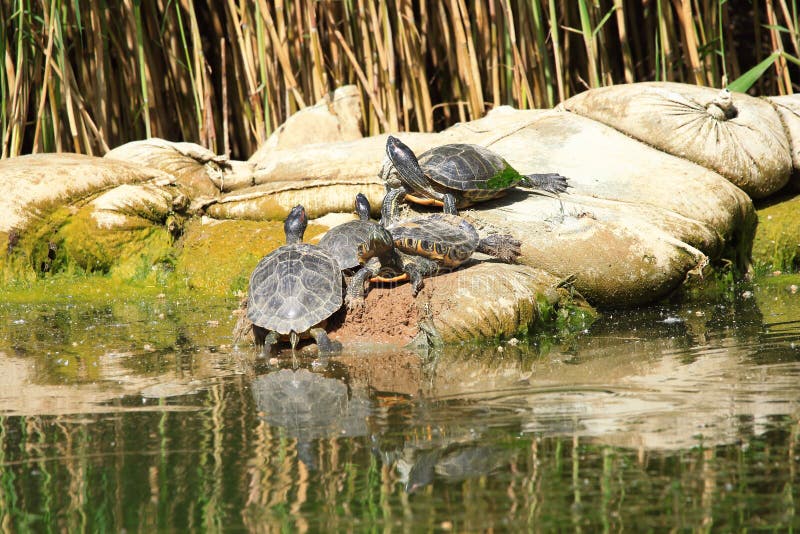 Red-eared Turtle Bask in the Sun Stock Photo - Image of scientific ...