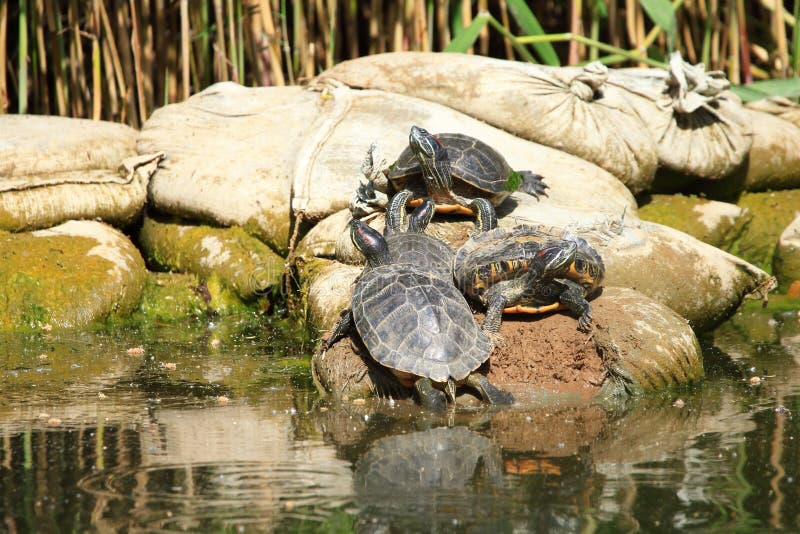 Red-eared Turtle Bask in the Sun Stock Image - Image of oblong ...